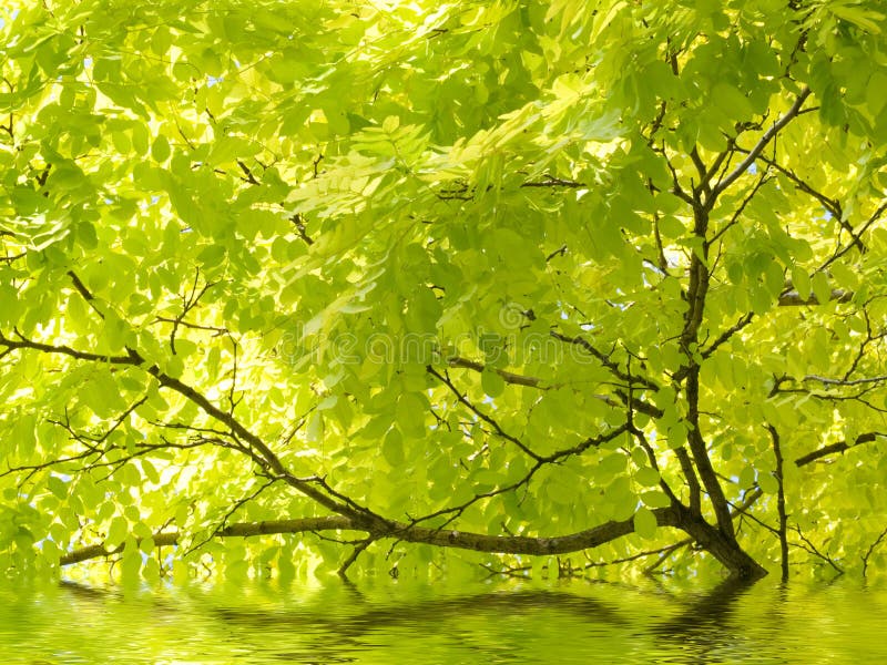 Beautiful Oak Tree and Water Stock Image - Image of bright, spring: 6702029