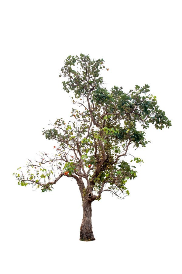 Beautiful Tree on a White Background Natural Concept Stock Image ...