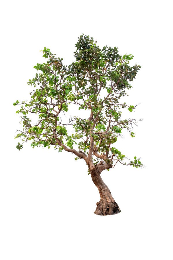 Beautiful Tree on a White Background Natural Concept Stock Image ...