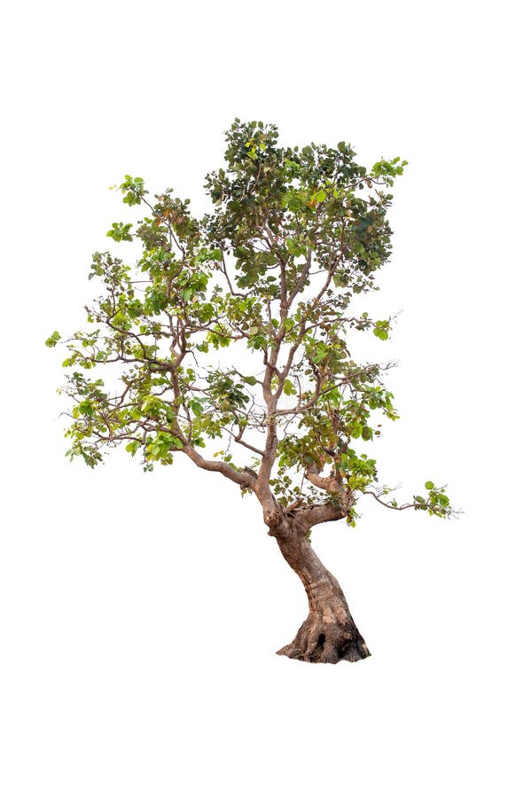 Beautiful Tree on a White Background Natural Concept Stock Image ...