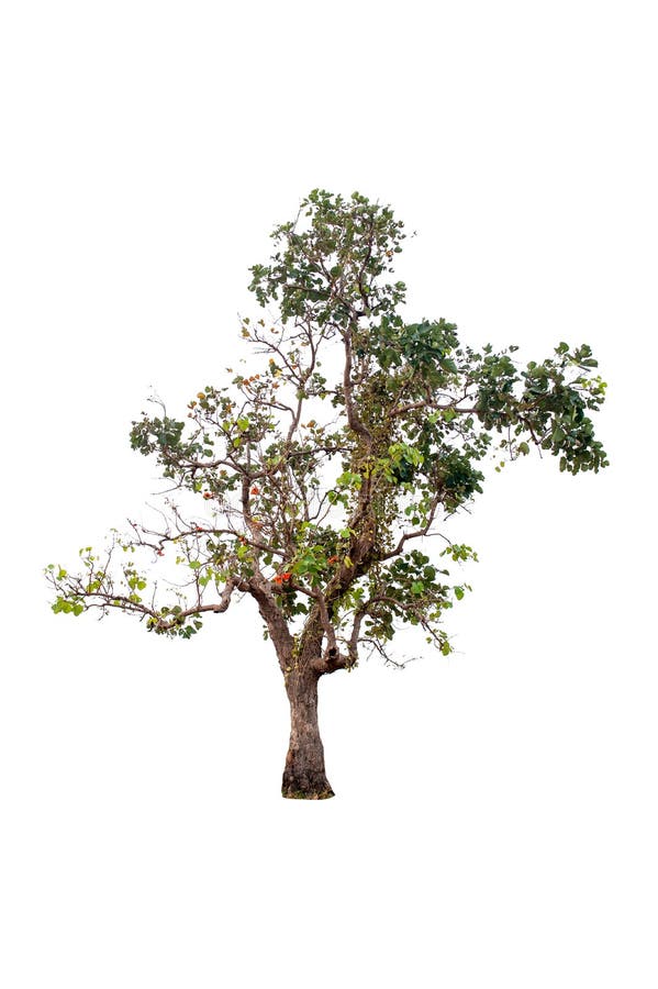 Beautiful Tree on a White Background Natural Concept Stock Image ...