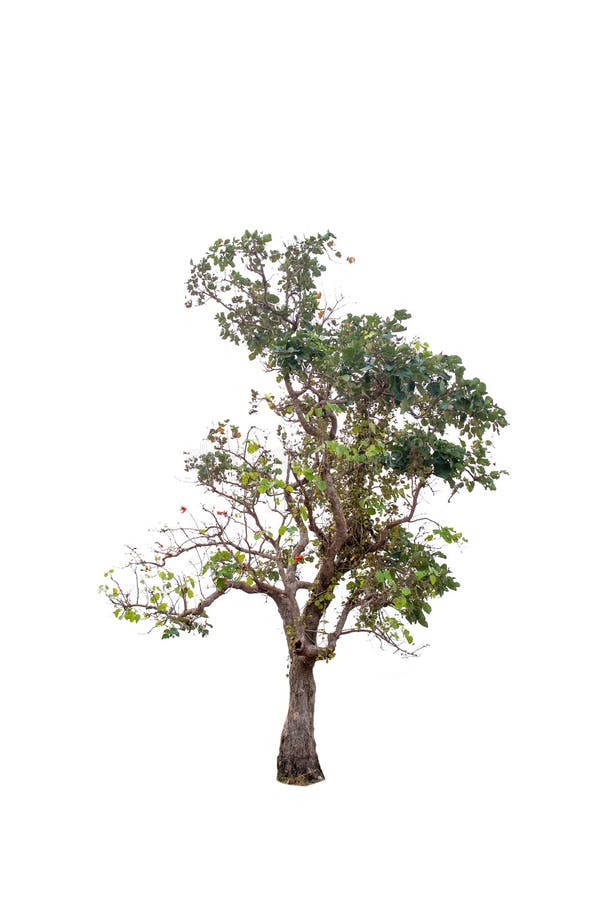 Beautiful Tree on a White Background Natural Concept Stock Image ...