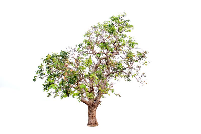 Beautiful Tree on a White Background Natural Concept Stock Image ...