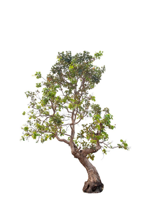 Beautiful Tree on a White Background Natural Concept Stock Image ...