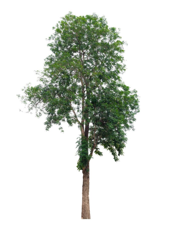 Beautiful Tree on a White Background Stock Image - Image of botanical ...