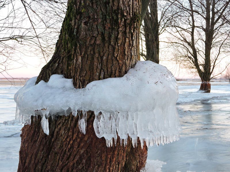 Old Tree with Ice Icicles, Lithuania Stock Image - Image of beautiful ...