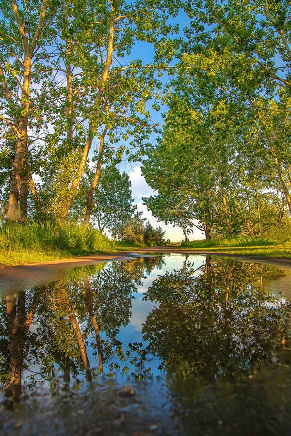 Summer Trees Reflecting in a Puddle Stock Image - Image of summer ...