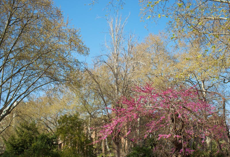 Beautiful trees stock image. Image of green, blossom - 27363715