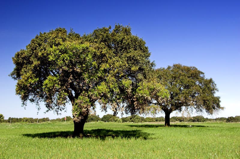 Beautiful trees stock photo. Image of bright, outdoor - 5685196