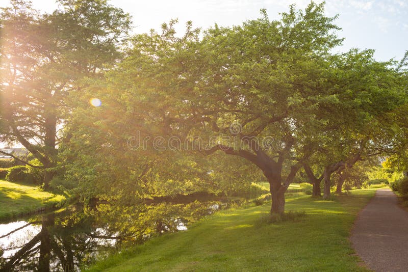 Beautiful Trees Along the River in the Park on a Clear Day Stock Image ...