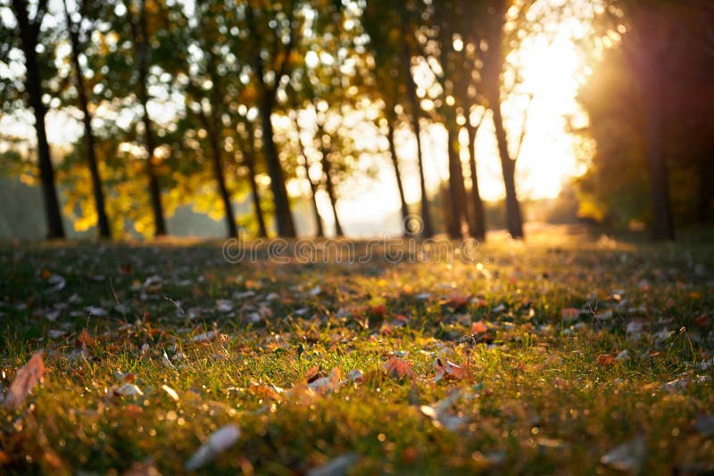 Beautiful Trees in the Autumn Forest, Bright Sunlight at Sunset Stock ...