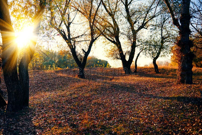 Beautiful Trees in the Autumn Forest Near the River, Bright Sunlight at ...