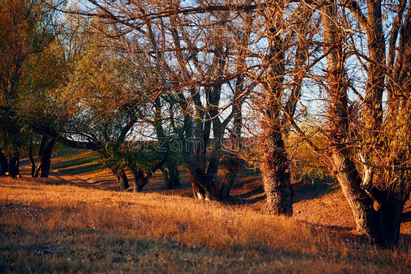 Beautiful Trees in the Autumn Forest Near the River, Bright Sunlight at ...