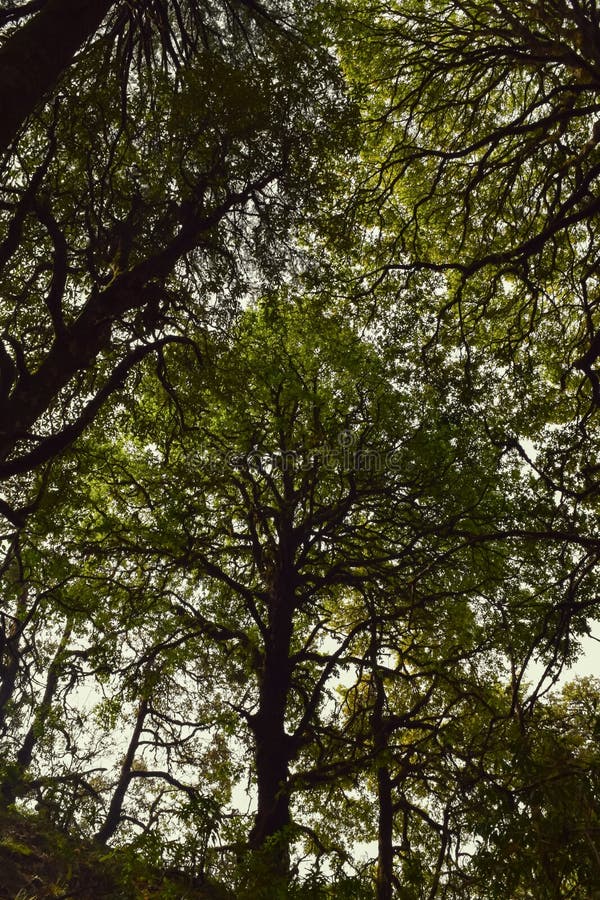 Beautiful Trees of Binsar Wildlife Sanctuary Covered Whole Sky Stock ...