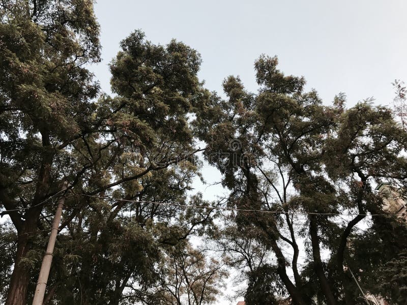 Beautiful Trees Bottom View Stock Image - Image of green, growth: 168397795