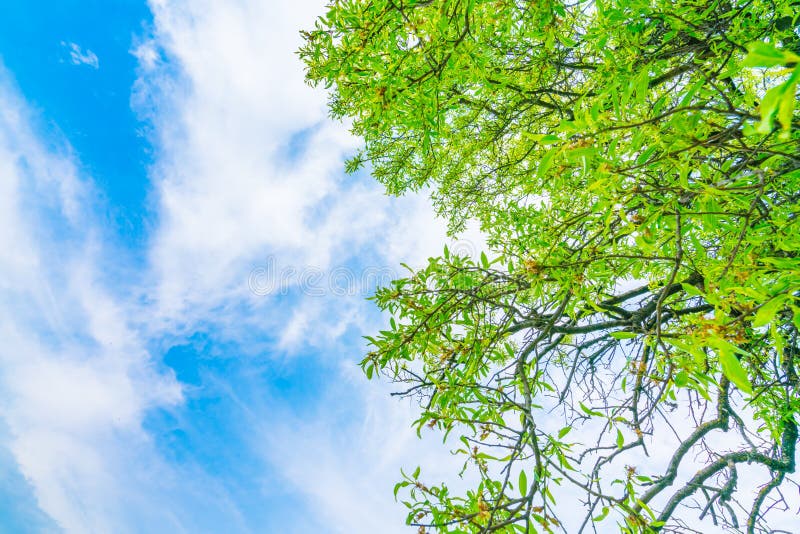 Beautiful Trees Branch on Blue Sky . Stock Photo - Image of sunny ...
