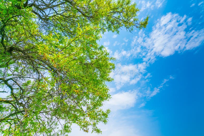 Beautiful Trees Branch on Blue Sky . Stock Image - Image of leaf, park ...
