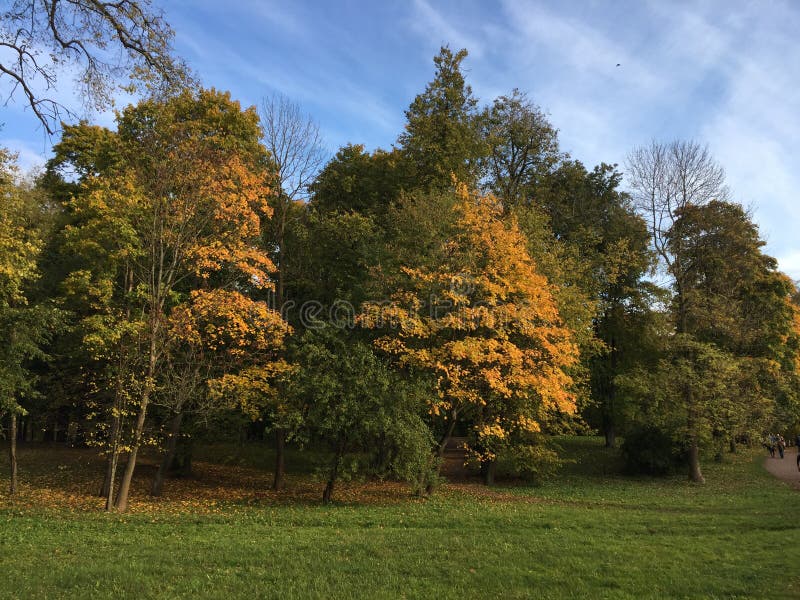 Beautiful Trees with Bright Golden Leaves during Autumn Stock Image ...
