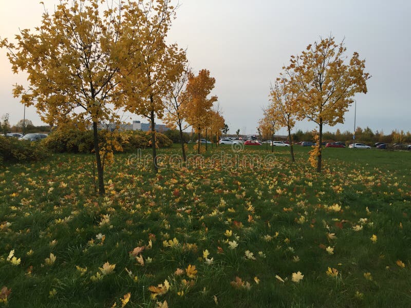 Beautiful Trees with Bright Golden Leaves during Autumn Stock Image ...