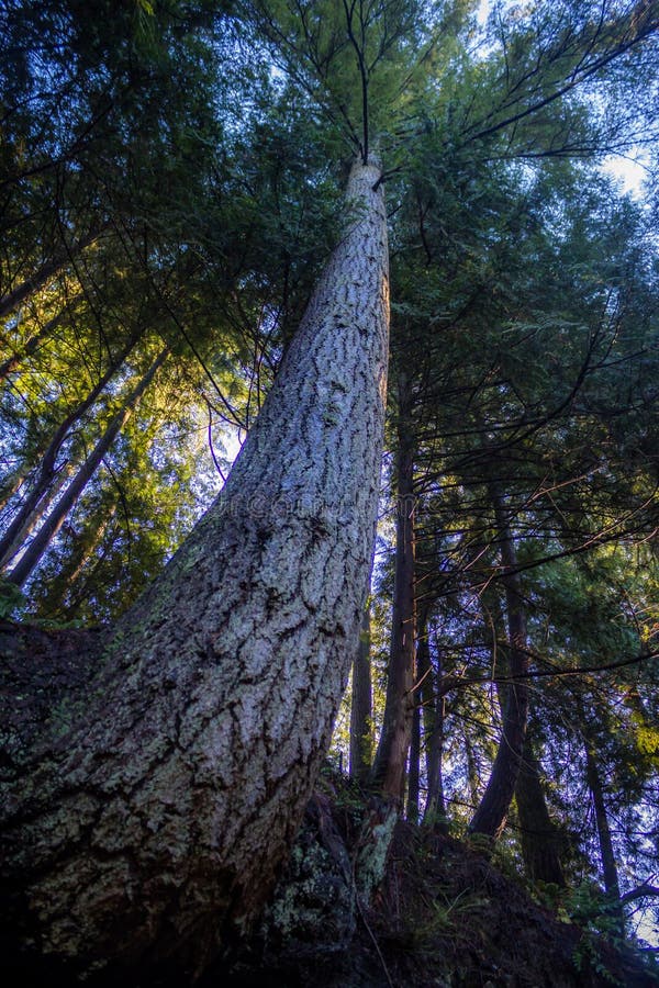 Beautiful Trees of British Columbia Stock Image - Image of beautiful ...