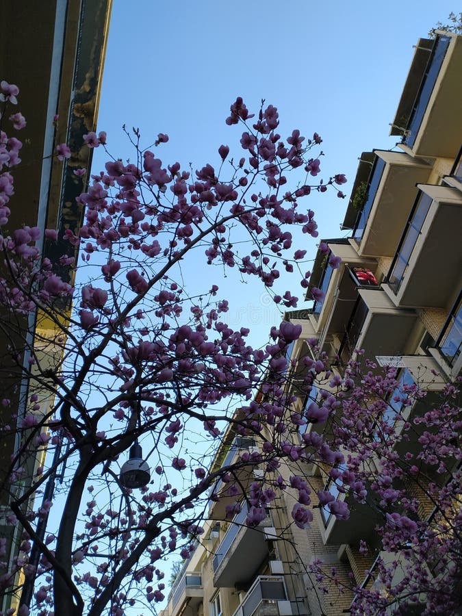 Beautiful Trees between Buildings Stock Photo - Image of city ...