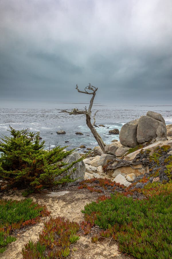 Beautiful Trees Called the Ghost Trees and a Beautiful Cloudy Sky Stock ...