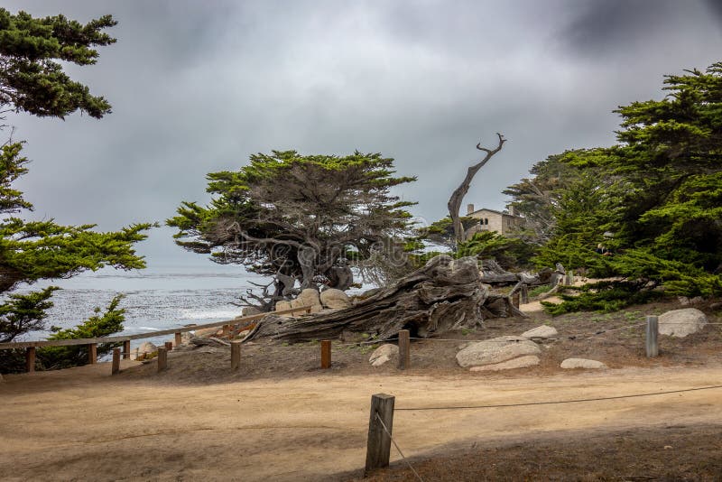 Beautiful Trees Called the Ghost Trees and a Beautiful Cloudy Sky Stock ...