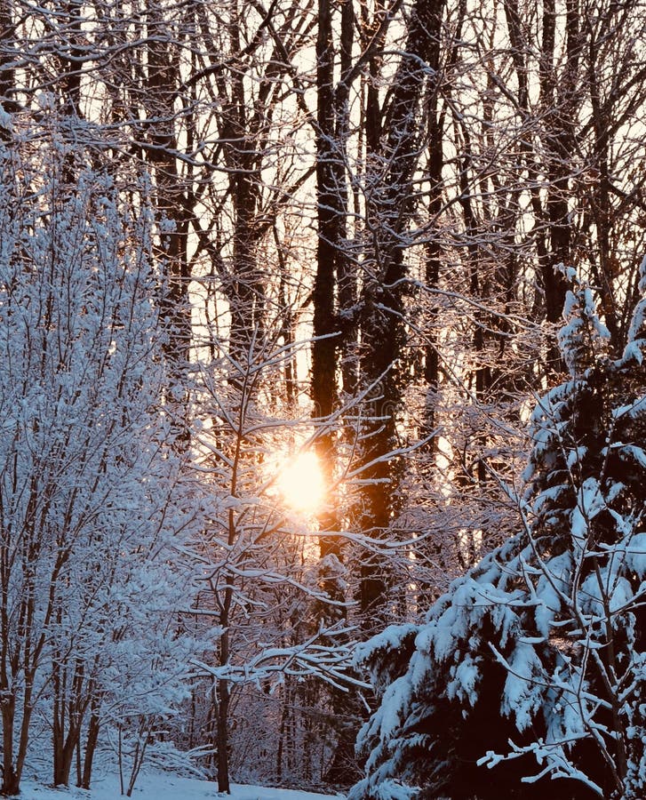 First snow fall stock image. Image of trees, lightly - 137976409
