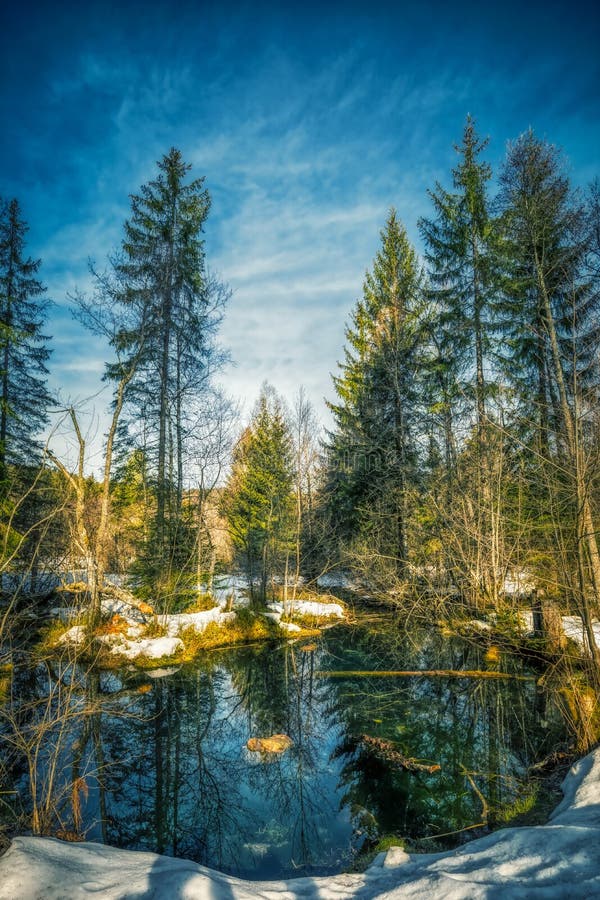 Beautiful Trees on Daylight at Swiss Alps Stock Photo - Image of bright ...