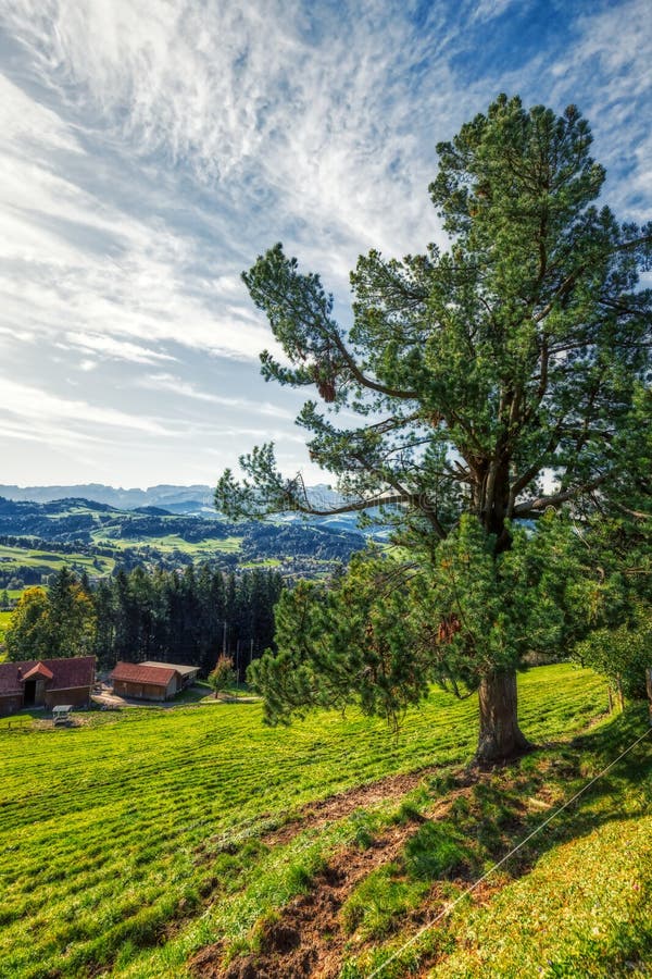 Beautiful Trees on Daylight at Swiss Alps Stock Photo - Image of color ...