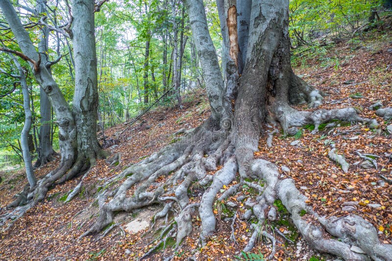 Beautiful Trees in the Deep Wood Stock Image - Image of color, scene ...