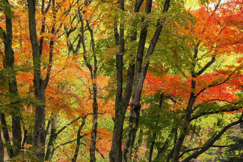 Beautiful Trees in the Fall are Bright Colors Stock Image - Image of ...