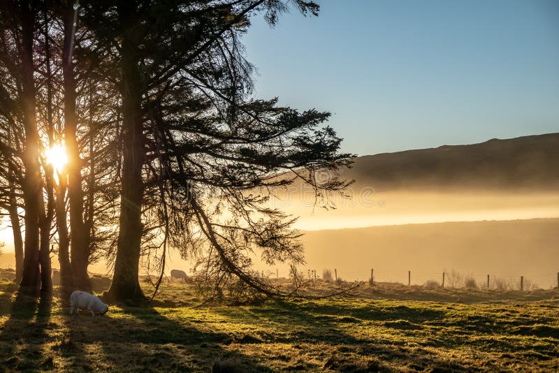 Beautiful Trees in the Fog in County Donegal - Ireland Stock Image ...