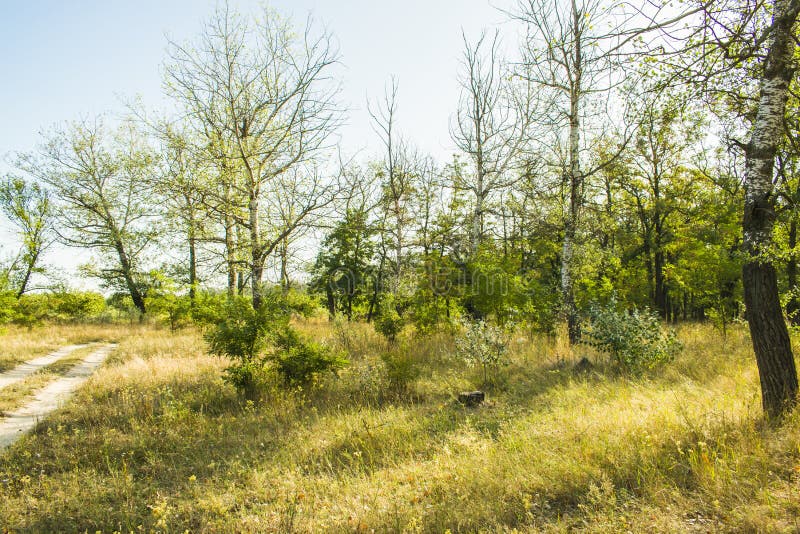 Beautiful Trees in a Forest in a Grove in Green Color Stock Photo ...