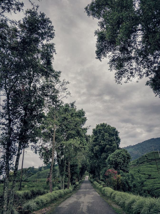 Beautiful Trees and Forest in the Tea Garden Stock Image - Image of ...