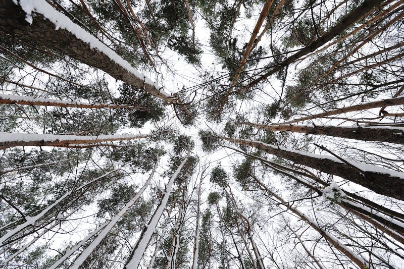 Beautiful Trees in the Forest, View from Below Stock Image - Image of ...