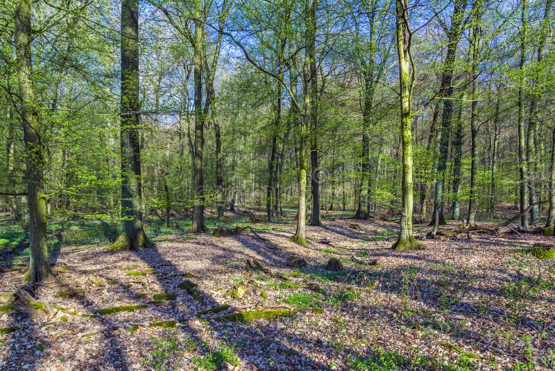 Beautiful Trees in the Forest Stock Image - Image of wilderness, spring ...