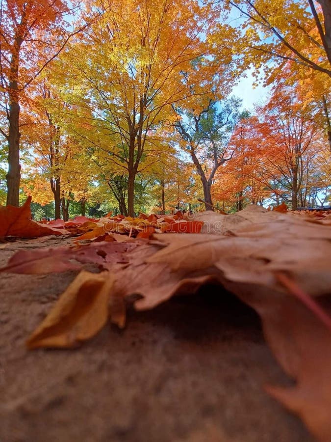 Beautiful Trees in the Garden Stock Photo - Image of garden, park ...