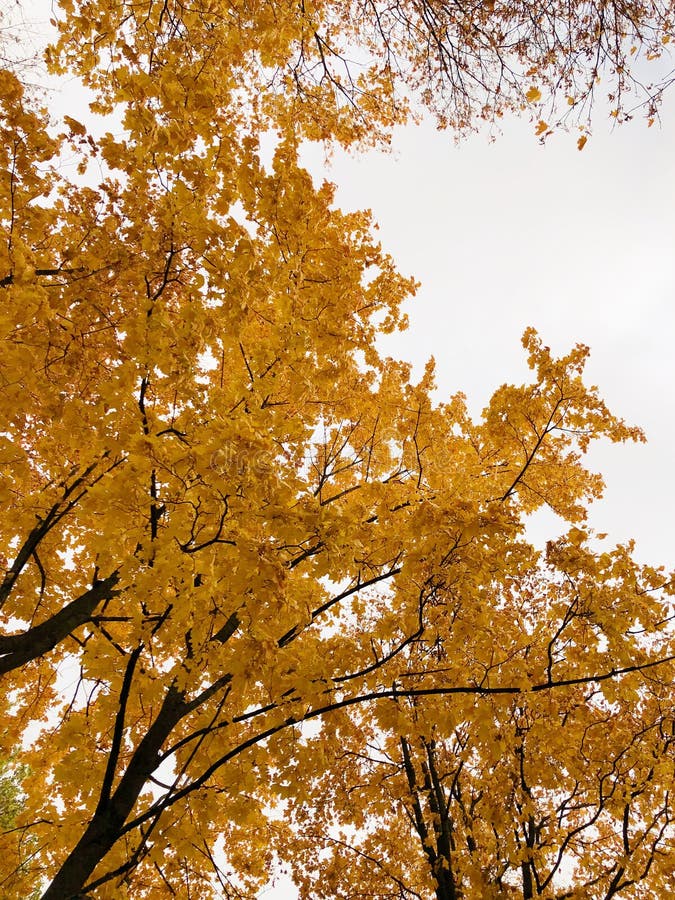 Beautiful Trees with Golden Foliage in Autumn Stock Photo - Image of ...