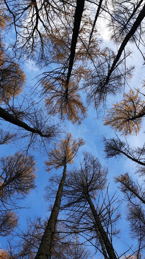 Beautiful Trees with Golden Leaves in the Forest Stock Image - Image of ...