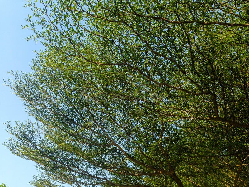 Beautiful Trees Green and Blue Sky Background. Stock Photo - Image of ...