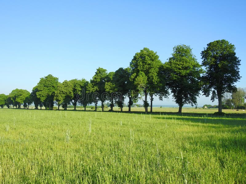 Beautiful Spring Trees and Field, Lithuania Stock Image - Image of ...