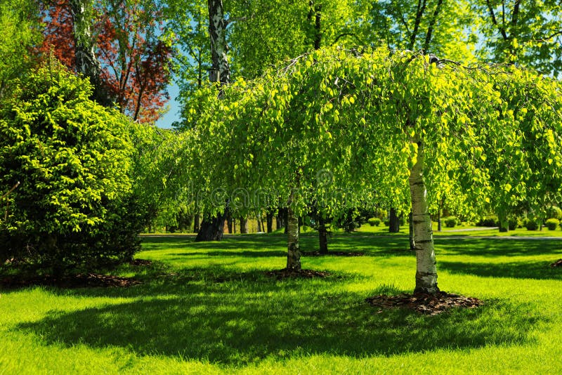Beautiful Trees with Green Leaves in Park on Sunny Day Stock Photo ...