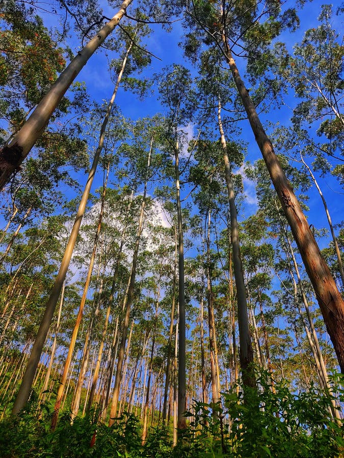 Beautiful Trees Hill Country Stock Image - Image of environment ...