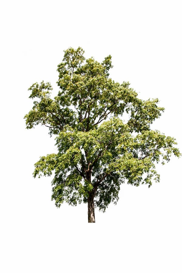 Isolate Green Trees, Branches, Spread Out Shade on a White Background ...