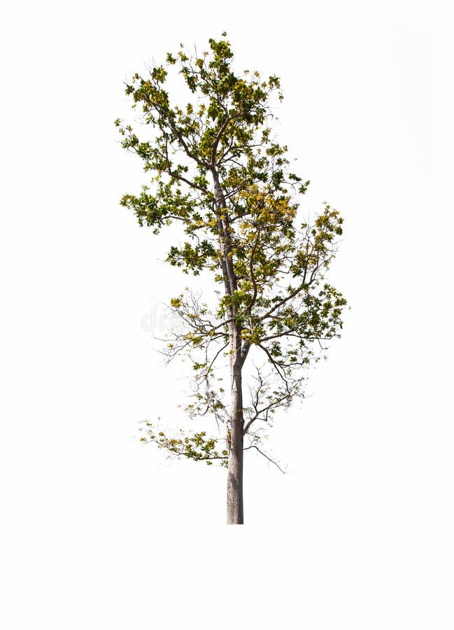 Isolate Green Trees, Branches, Spread Out Shade on a White Background ...