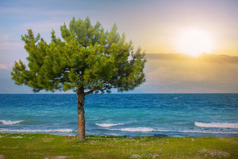Beautiful Trees by the Lake Stock Photo - Image of blue, natural: 196866142