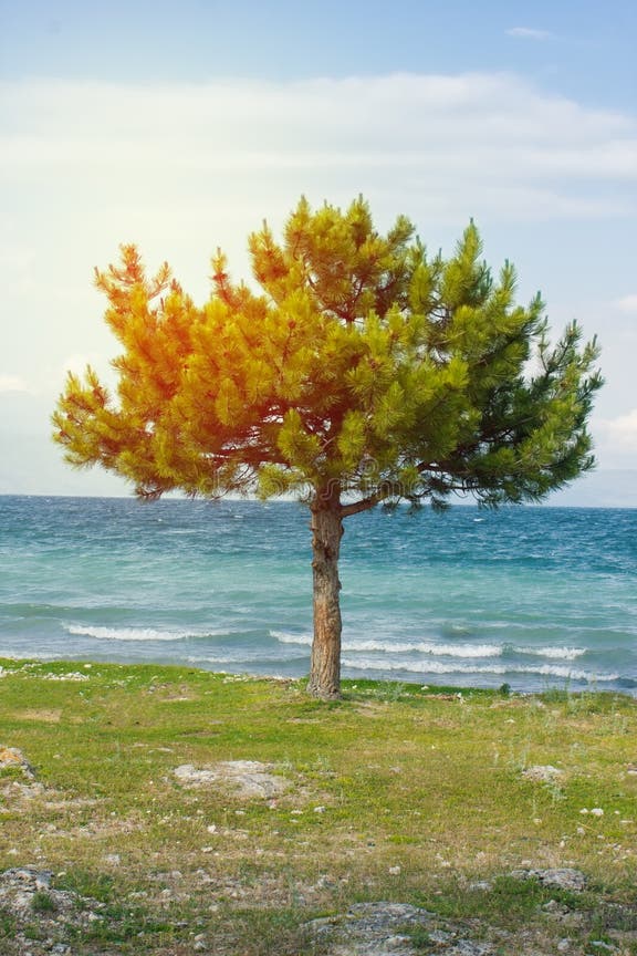 Beautiful Trees by the Lake Stock Photo - Image of peaceful, beautiful ...