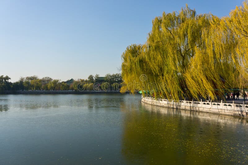 Beautiful trees by lake stock image. Image of scenic - 28101739