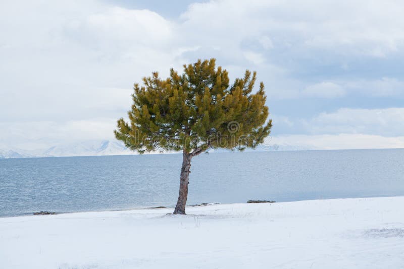 Beautiful Trees by the Lake in Winter Stock Image - Image of river ...